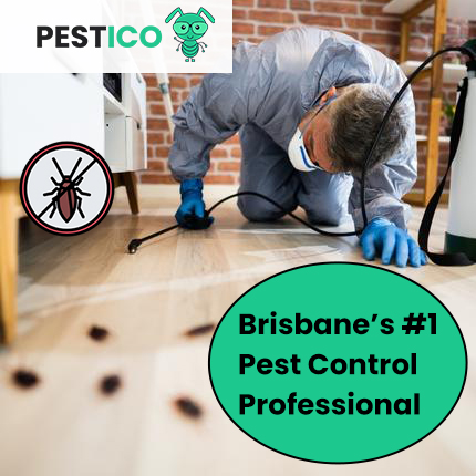 Pest Control Brisbane | #1 Local Pest Control Services in Brisbane